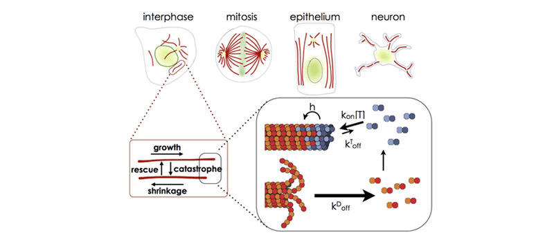 Zanic Lab | Vanderbilt University