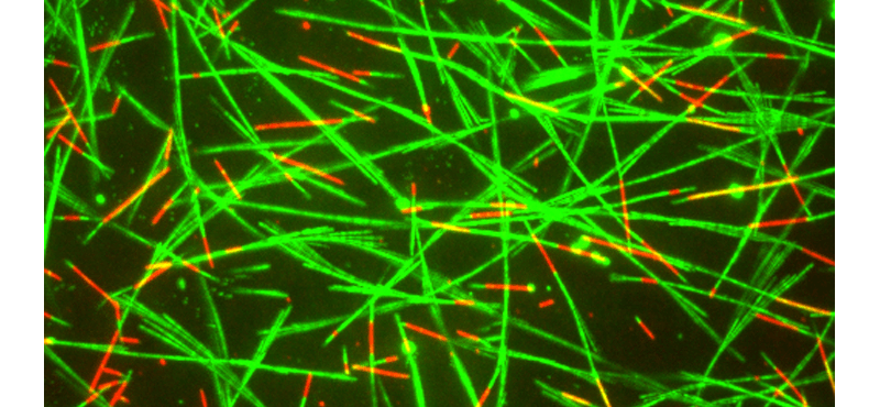 Zanic Lab | Vanderbilt University