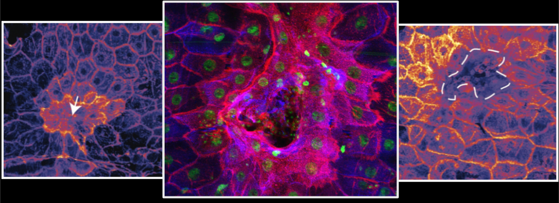 Page McCaw Lab | Vanderbilt University