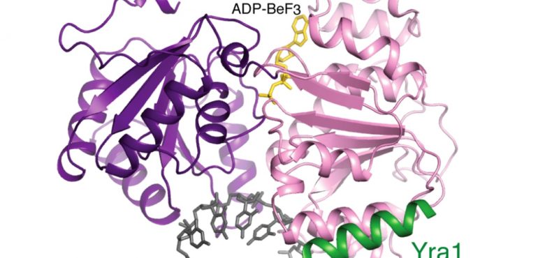 Ren Lab | Vanderbilt University