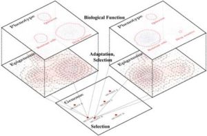Project 1: Modeling the SCLC Phenotype Space | Center for Cancer ...