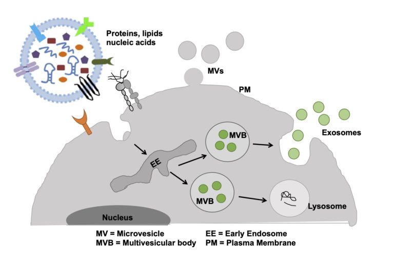 The Vanderbilt Center for Extracellular Vesicle Research | Vanderbilt ...