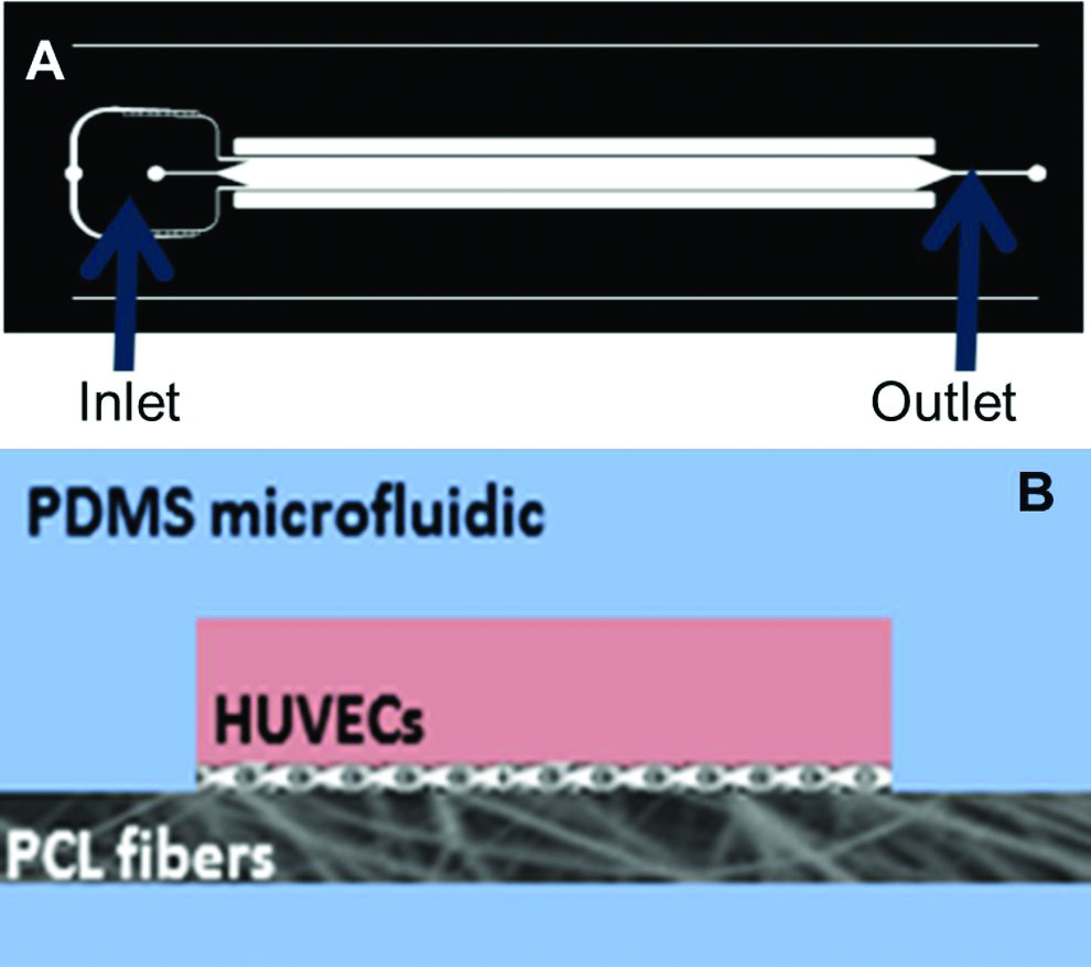 Electrospun Fiber with Microfluidic Device as a New Template to Study ...