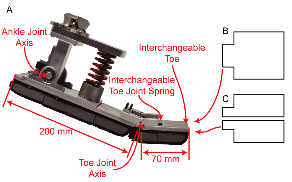 The Biomechanics of Walking and Turning With a Split Toe Prosthesis ...