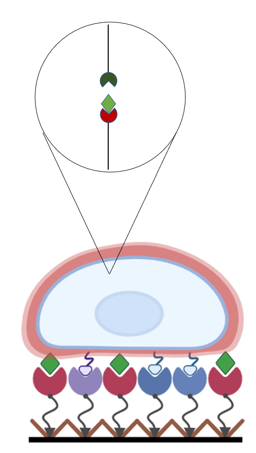 Ligand Dose Response For Different Affinity Synthetic Receptors On An