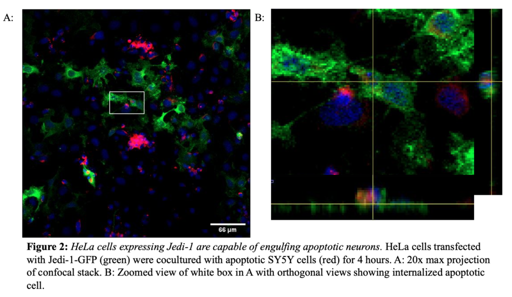 Evaluating Cell Culture Systems for Engulfment Receptor Function: Jedi ...