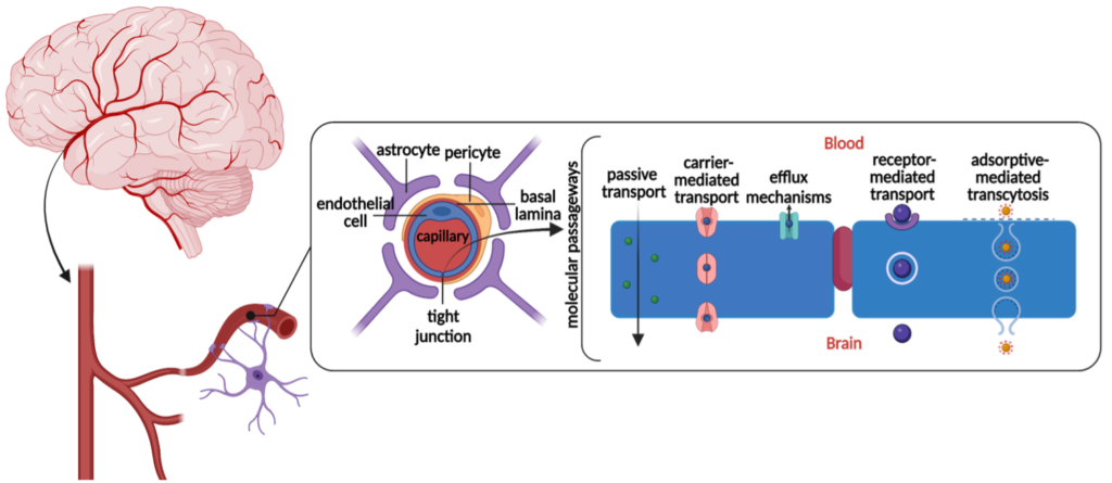 Crossing the blood-brain barrier: recent advances in nanoparticle strategies for drug delivery ...