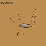 Worm Grunting | Catania Lab | College of Arts and Science | Vanderbilt ...