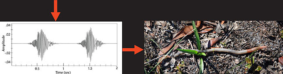 Worm Grunting | Catania Lab | College of Arts and Science | Vanderbilt ...