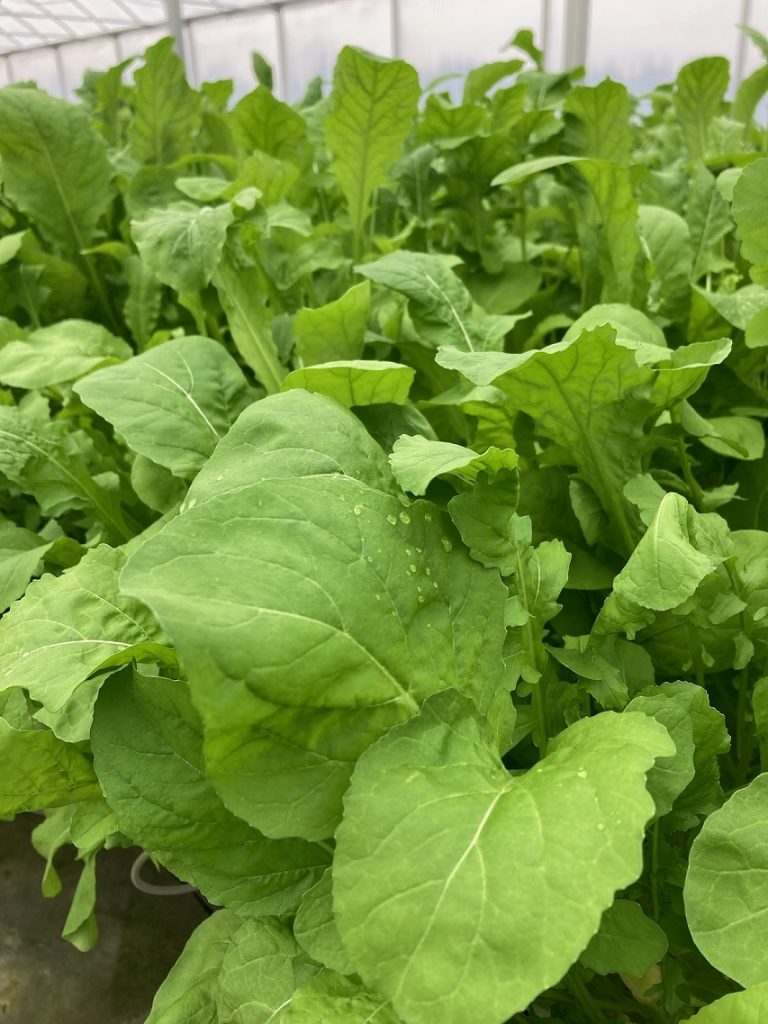 Vanderbilt Campus Dining welcomes new local suppliers in a fresh ...